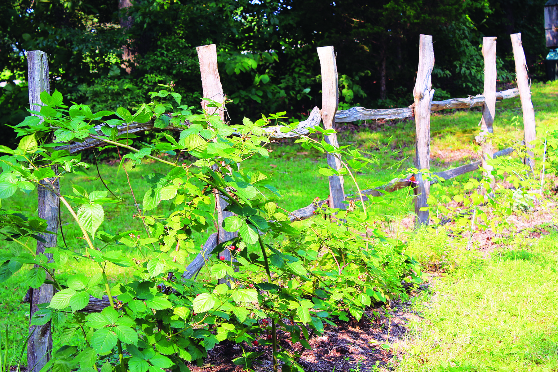 Grow Edible Edging Plants for Borders – Mother Earth News